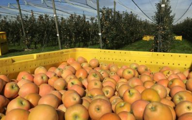 The Kissabel® season kicks off with the orange and yellow varieties: A ...