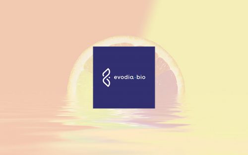 EvodiaBio raises 6.4 million dollars to produce aroma through precision fermentation - FRUIT ...