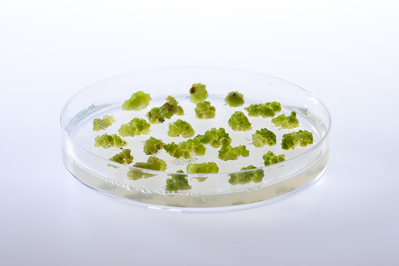 Lab grown fruit - scientists aim to break new ground with cellular ...