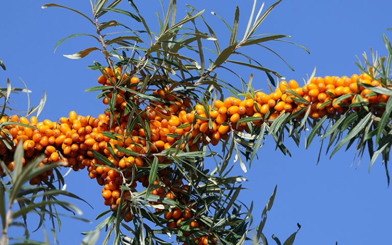 Sea buckthorn moves from niche ingredient to gain mainstream momentum ...